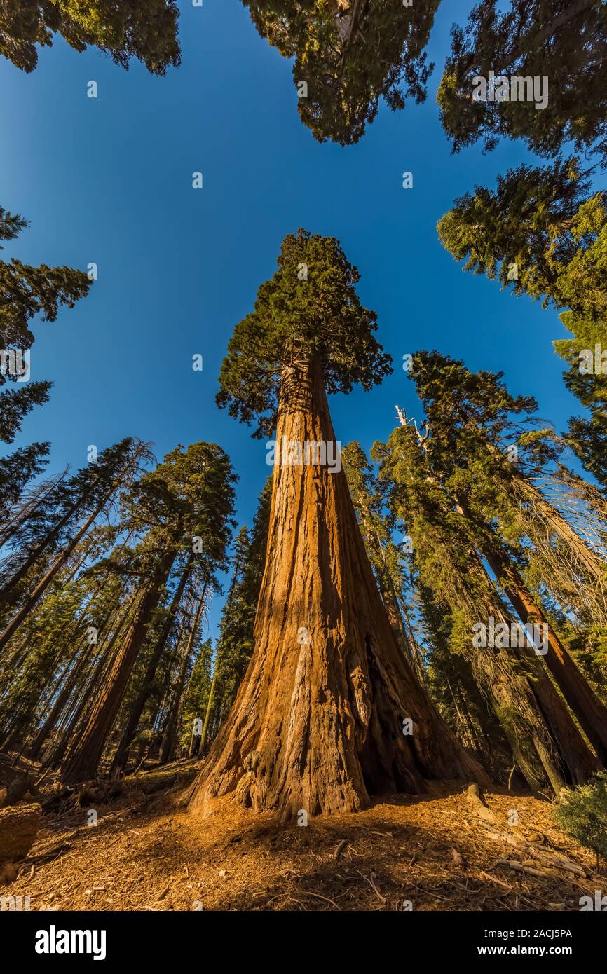Giant Sequoia, Sequoiadendron giganteum, grove in Kings Canyon National ...