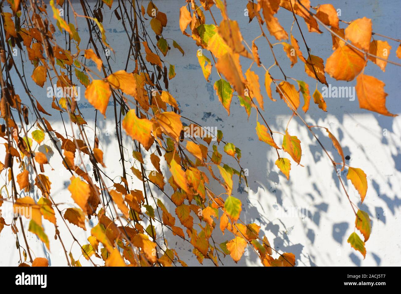 Yellow, orange birch leaves hanging on the branches of a tree and lit ...