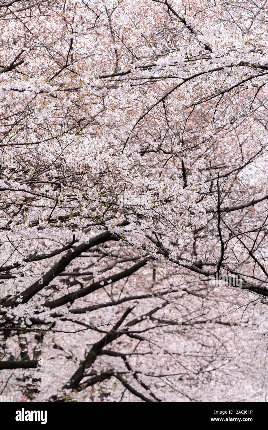 beautiful Sakura, Cherry Blossom flower in spring season Stock Photo ...