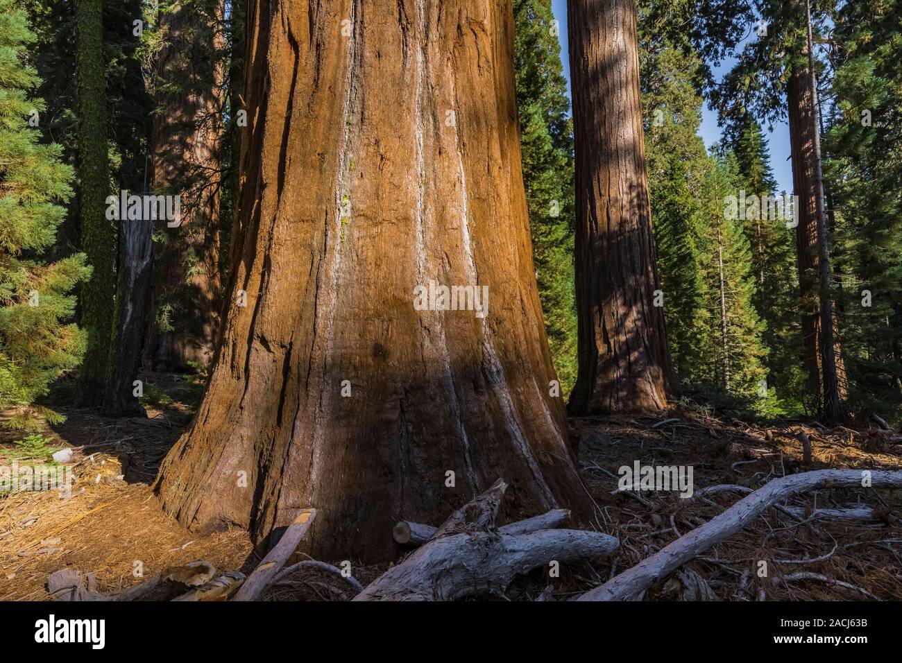 Giant Sequoia, Sequoiadendron giganteum, grove in Kings Canyon National ...