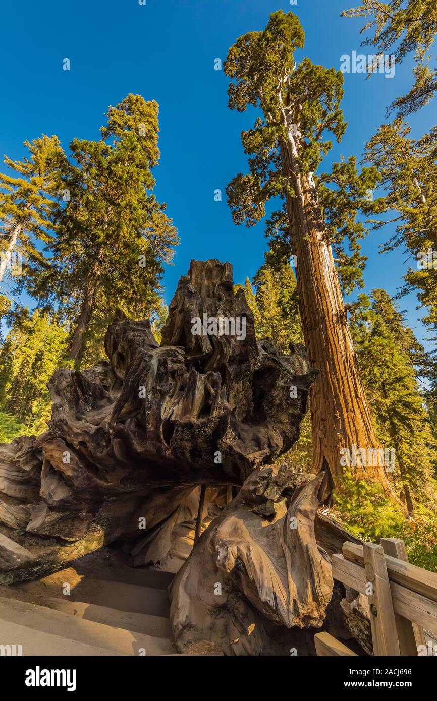 Fallen Monarch, a dead and hollow Giant Sequoia, Sequoiadendron ...