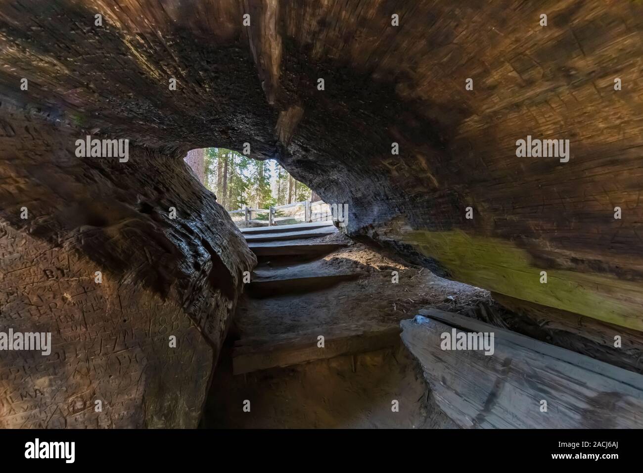 Fallen Monarch, a dead and hollow Giant Sequoia, Sequoiadendron ...