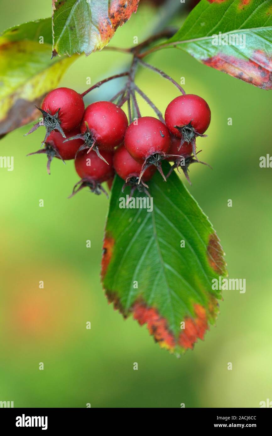 Cockspur thorn (Crataegus crus-galli Stock Photo - Alamy