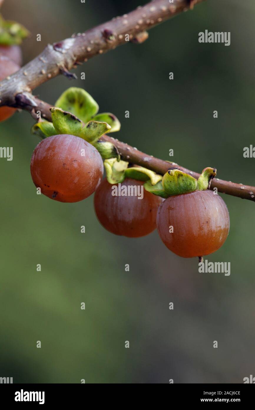 Date plum (Diospyrus lotus Stock Photo - Alamy