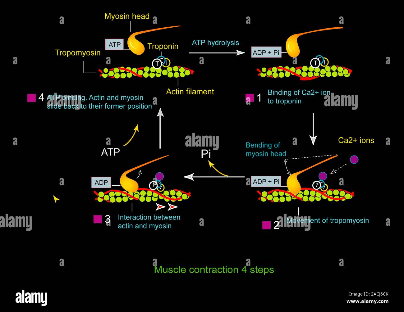 Muscle contraction. Artwork showing the mechanism for muscle ...