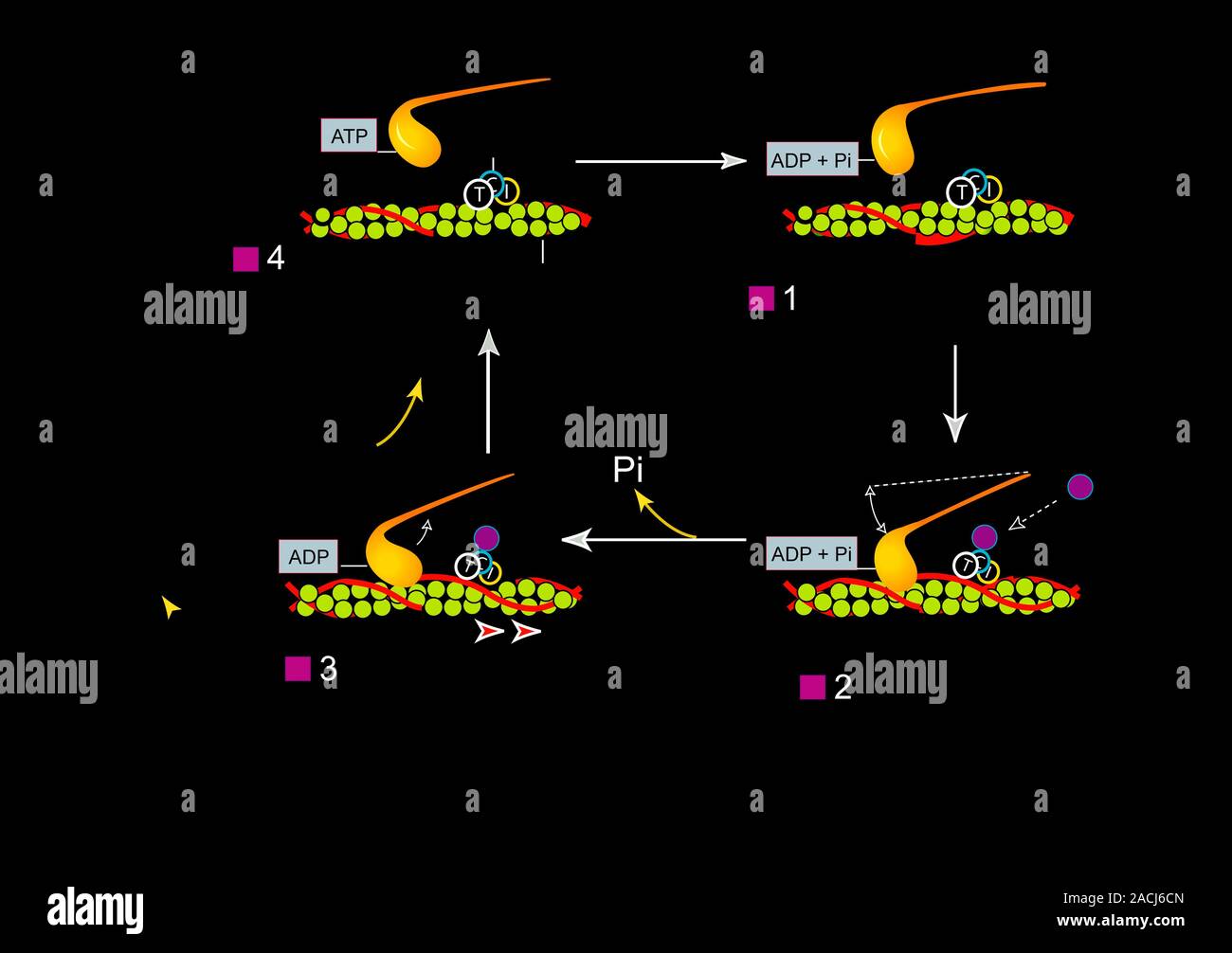 Muscle contraction. Artwork showing the mechanism for muscle ...