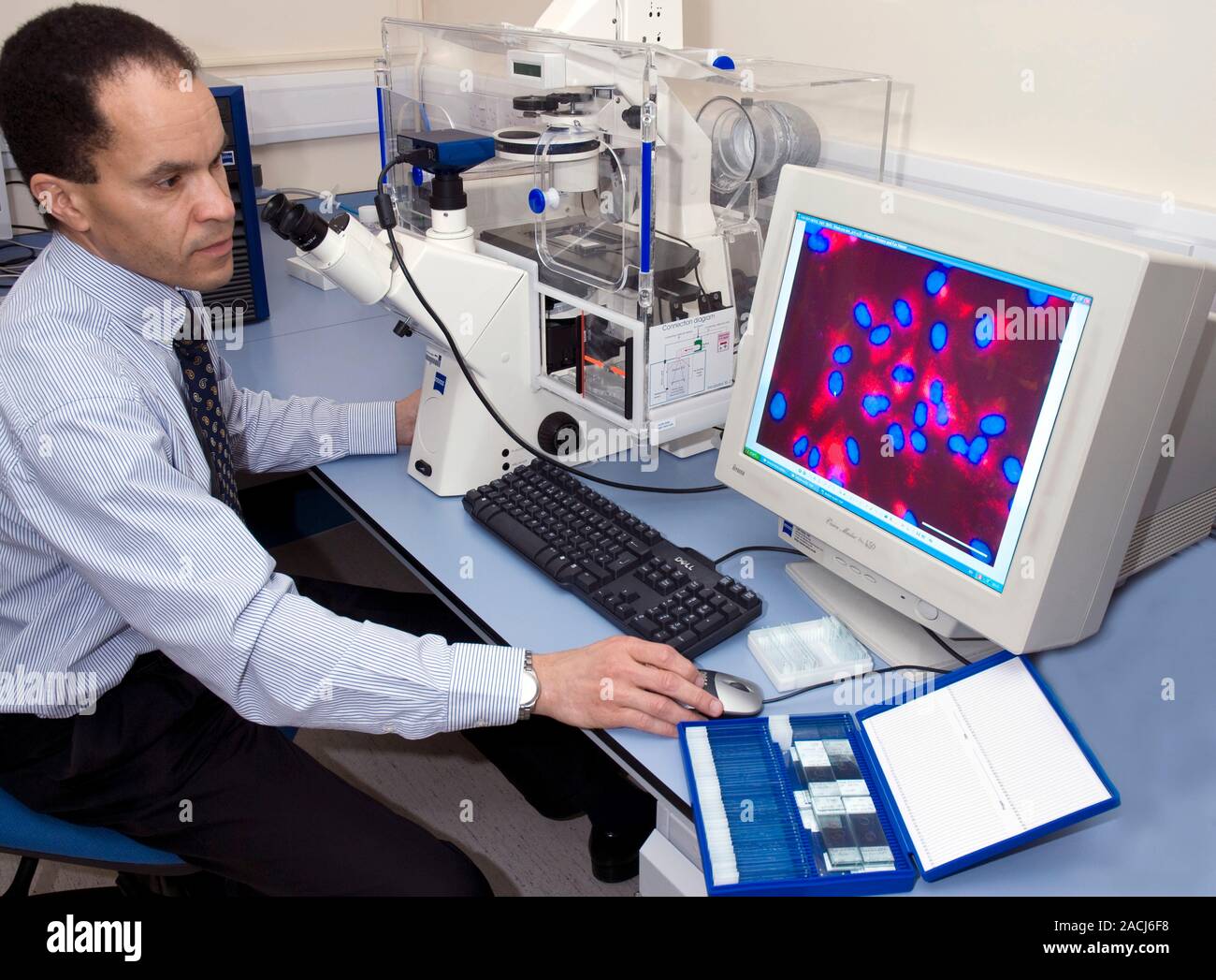 Bone stem cell research. Researcher using a high-powered microscope to ...