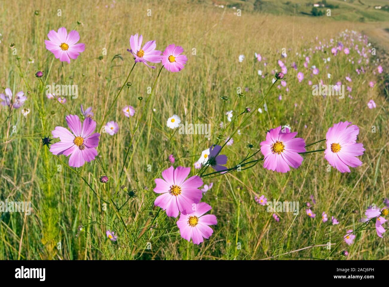 Cosmos sp. flowers in a meadow. Photographed in Photographed in Lotheni ...