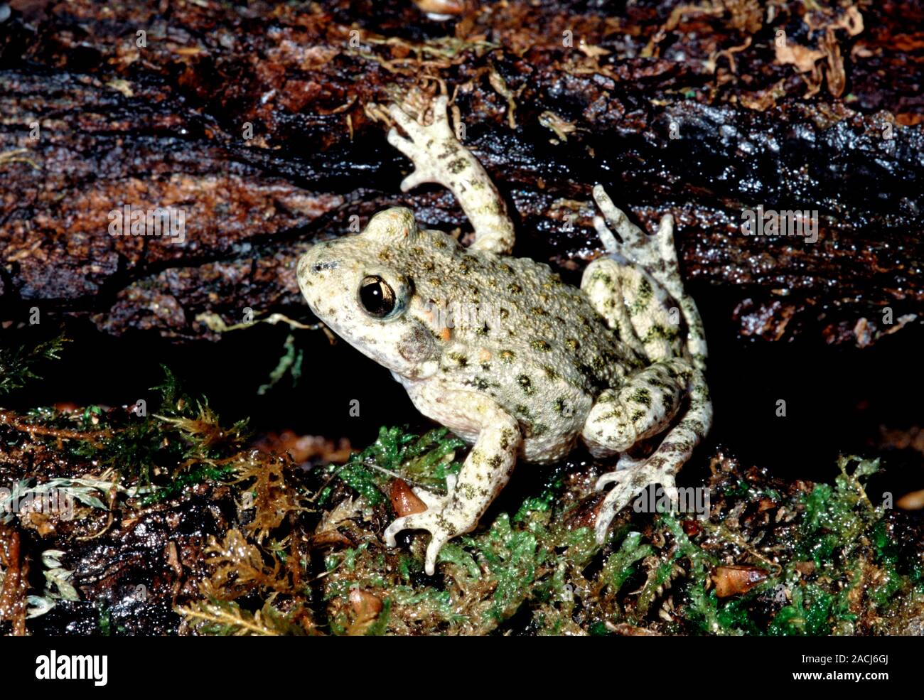Iberian midwife toad (Alytes obstetricans almogavarii). This toad's ...