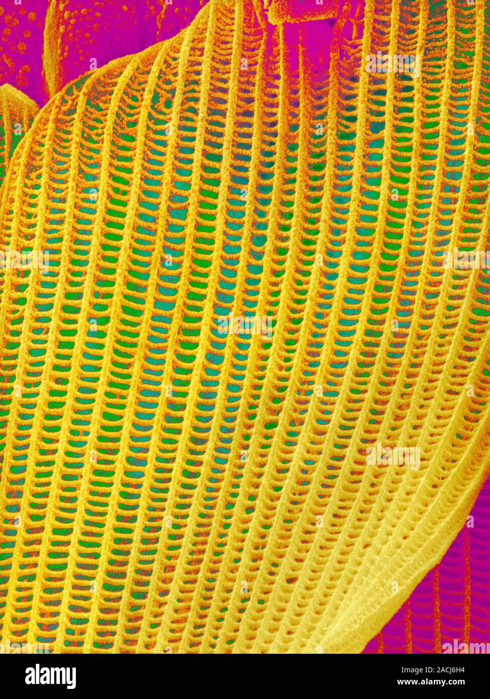 Butterfly wing scale. Coloured scanning electron micrograph (SEM) of a ...
