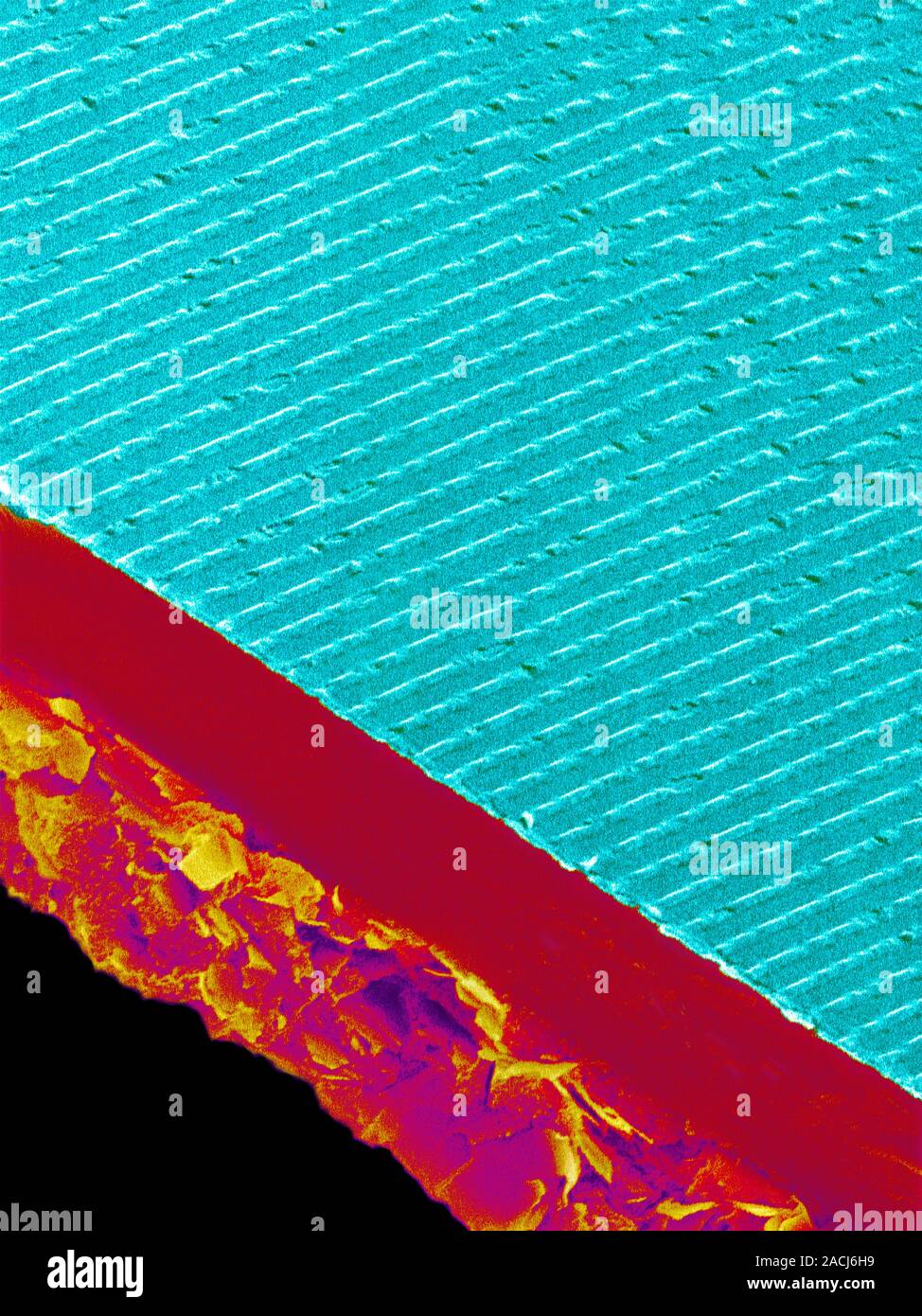 Compact disc. Coloured scanning electron micrograph (SEM) of a section ...