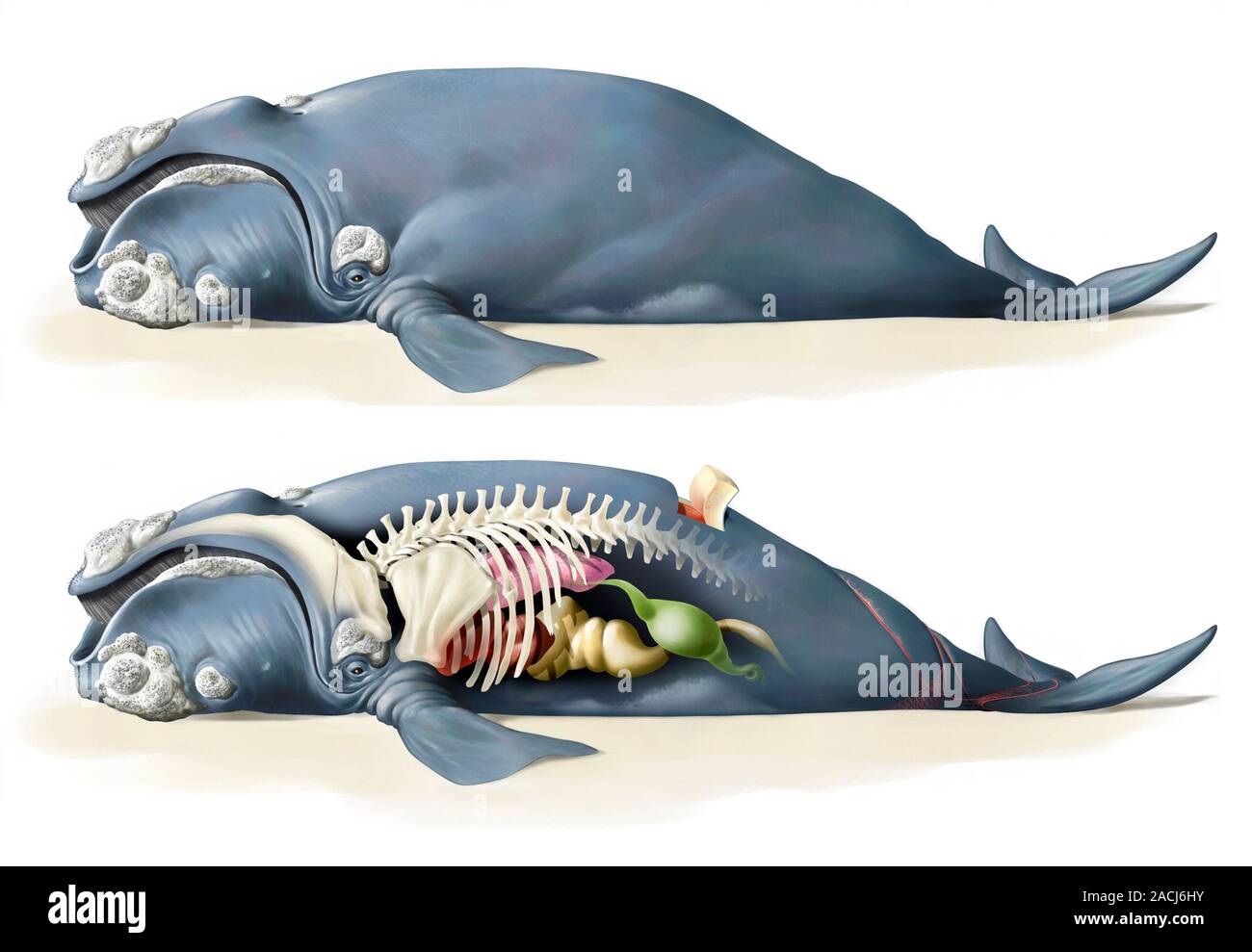 Whale anatomy. Artworks showing a dead beached whale (top) and its ...