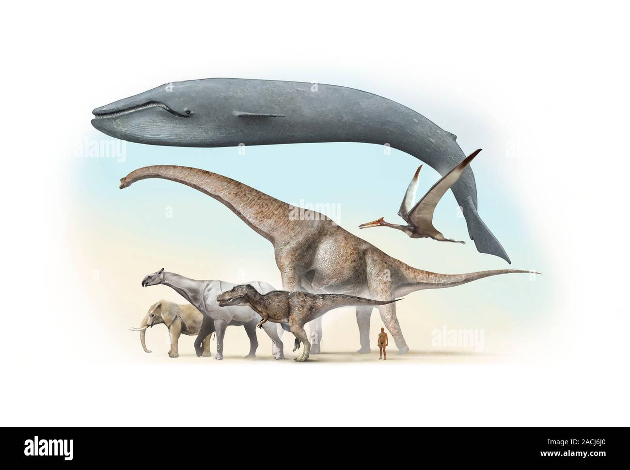 Blue Whale Size Comparison