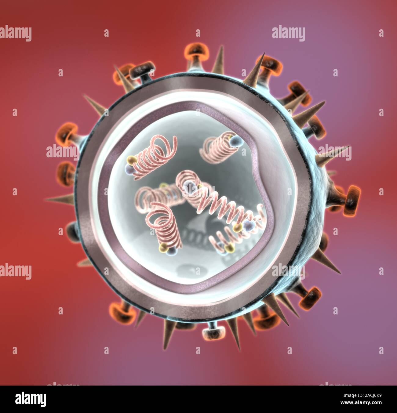 Influenza virus particle. Cutaway artwork showing the internal and ...