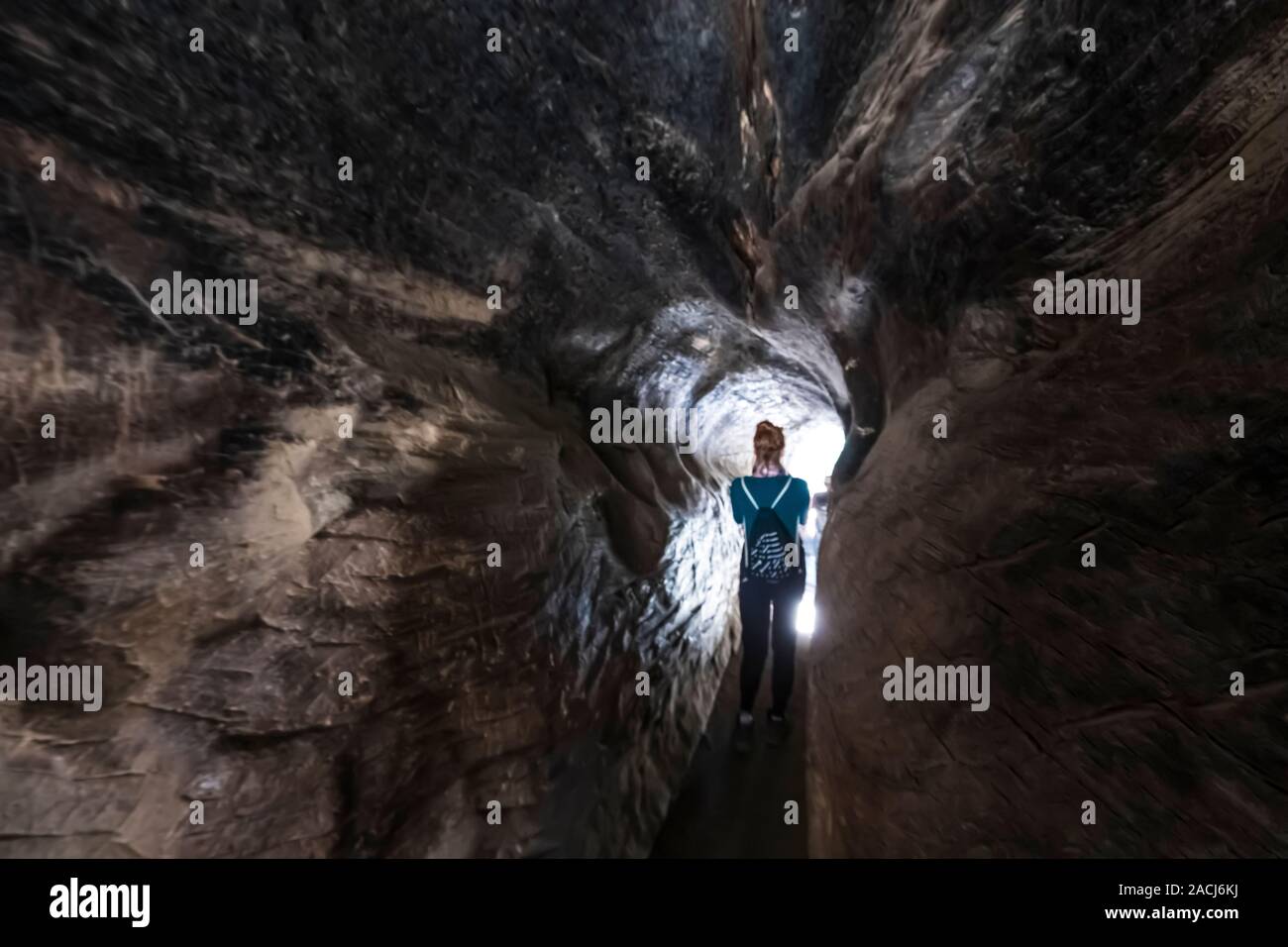 Fallen Monarch, a dead and hollow Giant Sequoia, Sequoiadendron ...