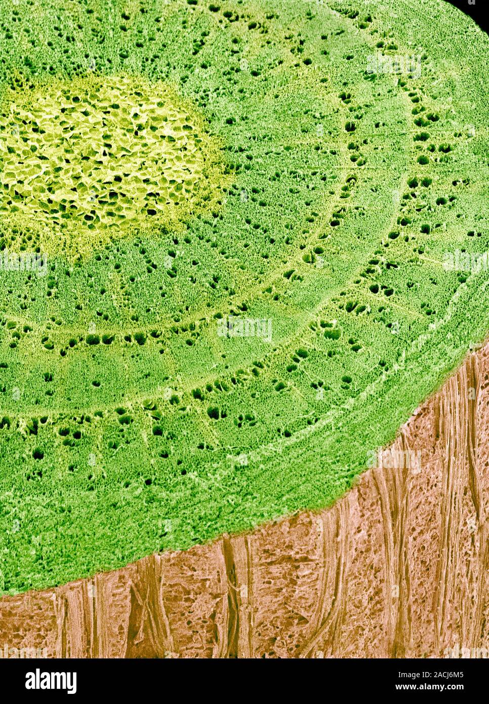 Maiden hair tree stem. Coloured scanning electron micrograph (SEM) of a ...