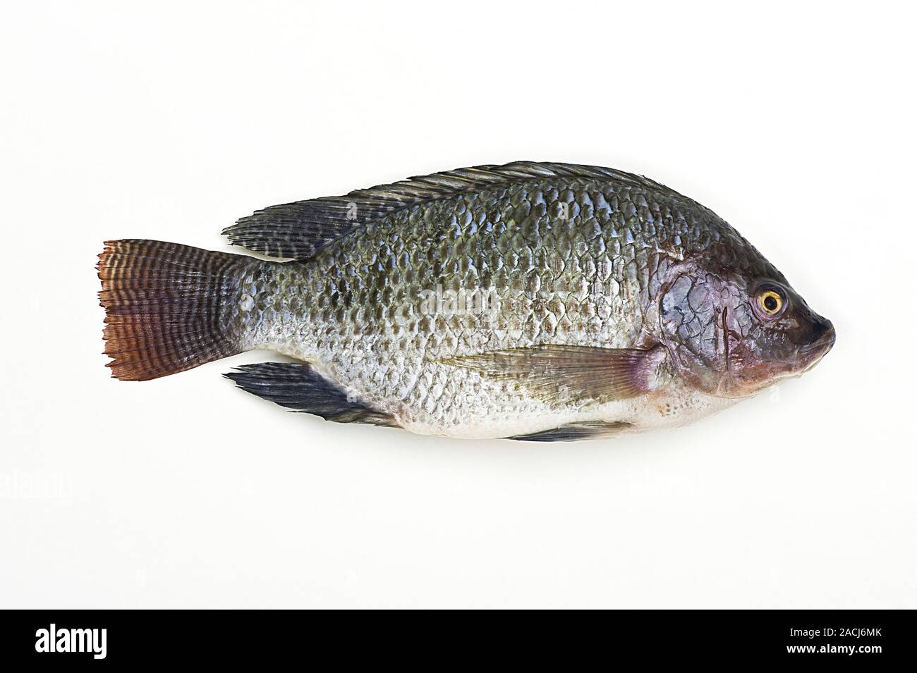 Tilapia (family Cichlidae). This fish, also known as St Peter's fish ...