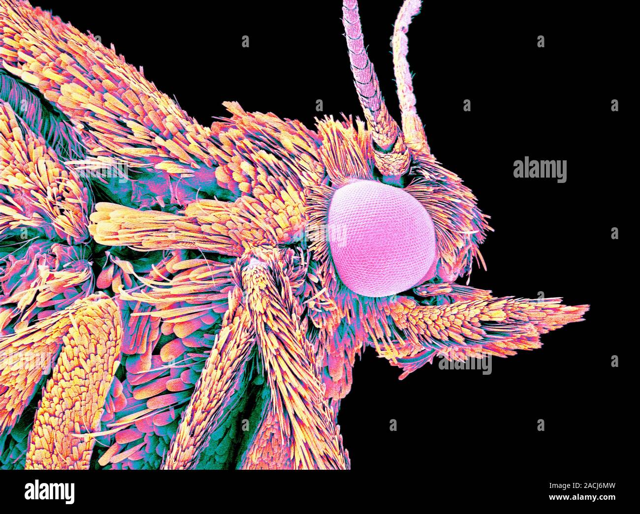 Moth head, coloured scanning electron micrograph (SEM). The head is ...