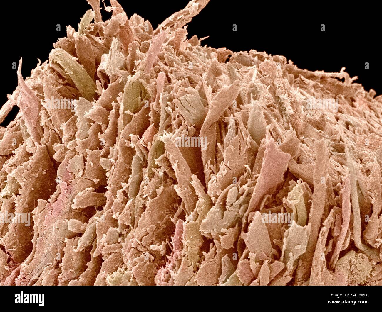 Paper. Coloured scanning electron micrograph (SEM) of the frayed corner ...