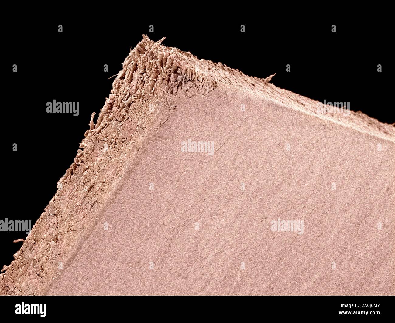 Paper, coloured scanning electron micrograph (SEM). Paper mostly ...