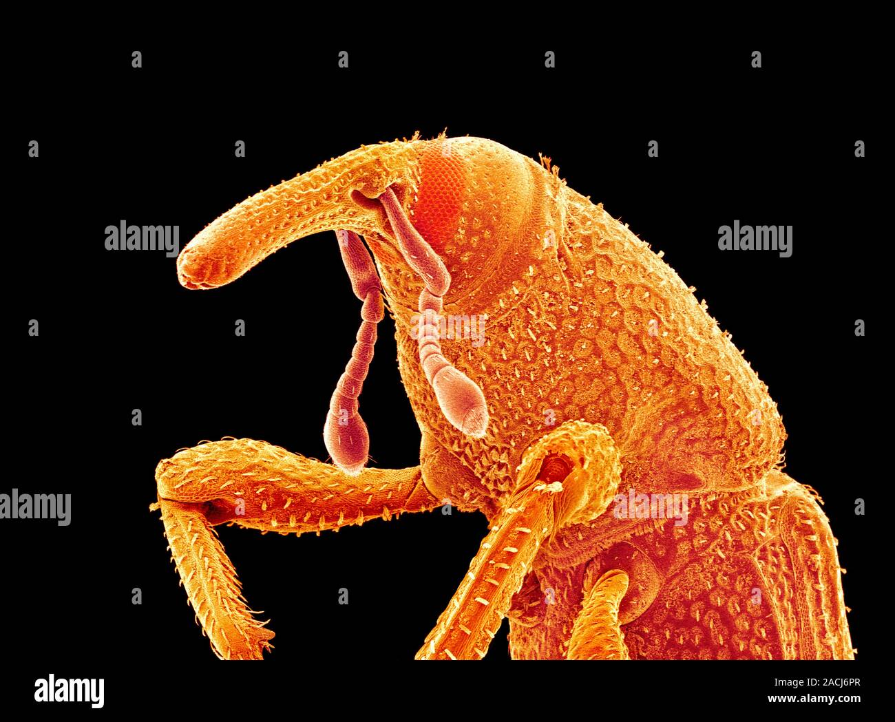 Rice weevil. Coloured scanning electron micrograph (SEM) of the upper body of the rice weevil ...