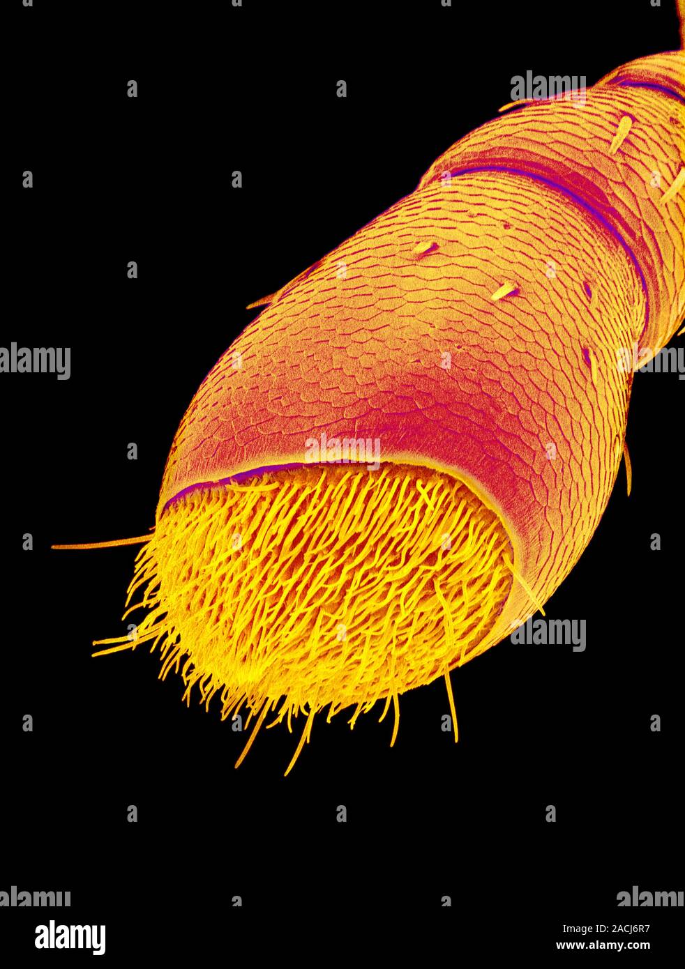 Rice weevil atenna. Coloured scanning electron micrograph (SEM) of the ...