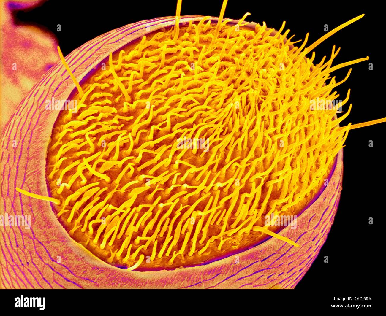 Rice weevil atenna. Coloured scanning electron micrograph (SEM) of the ...