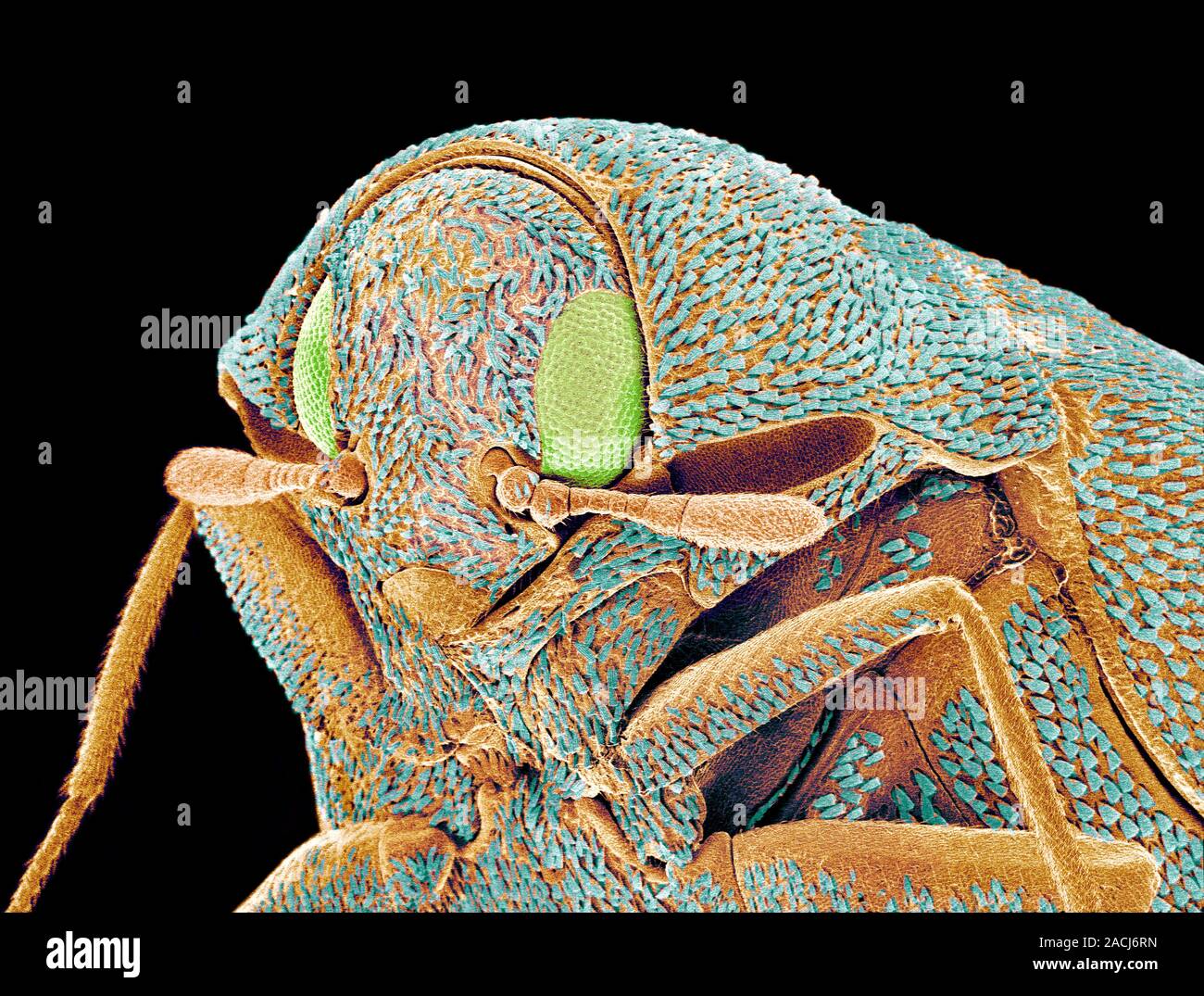 Carpet beetle (family Dermestidae), coloured scanning electron ...