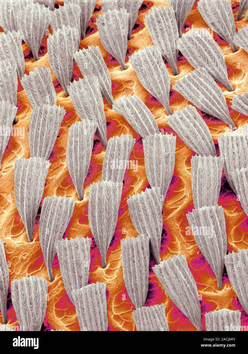 Beetle exoskeleton. Coloured scanning electron micrograph (SEM) of ...