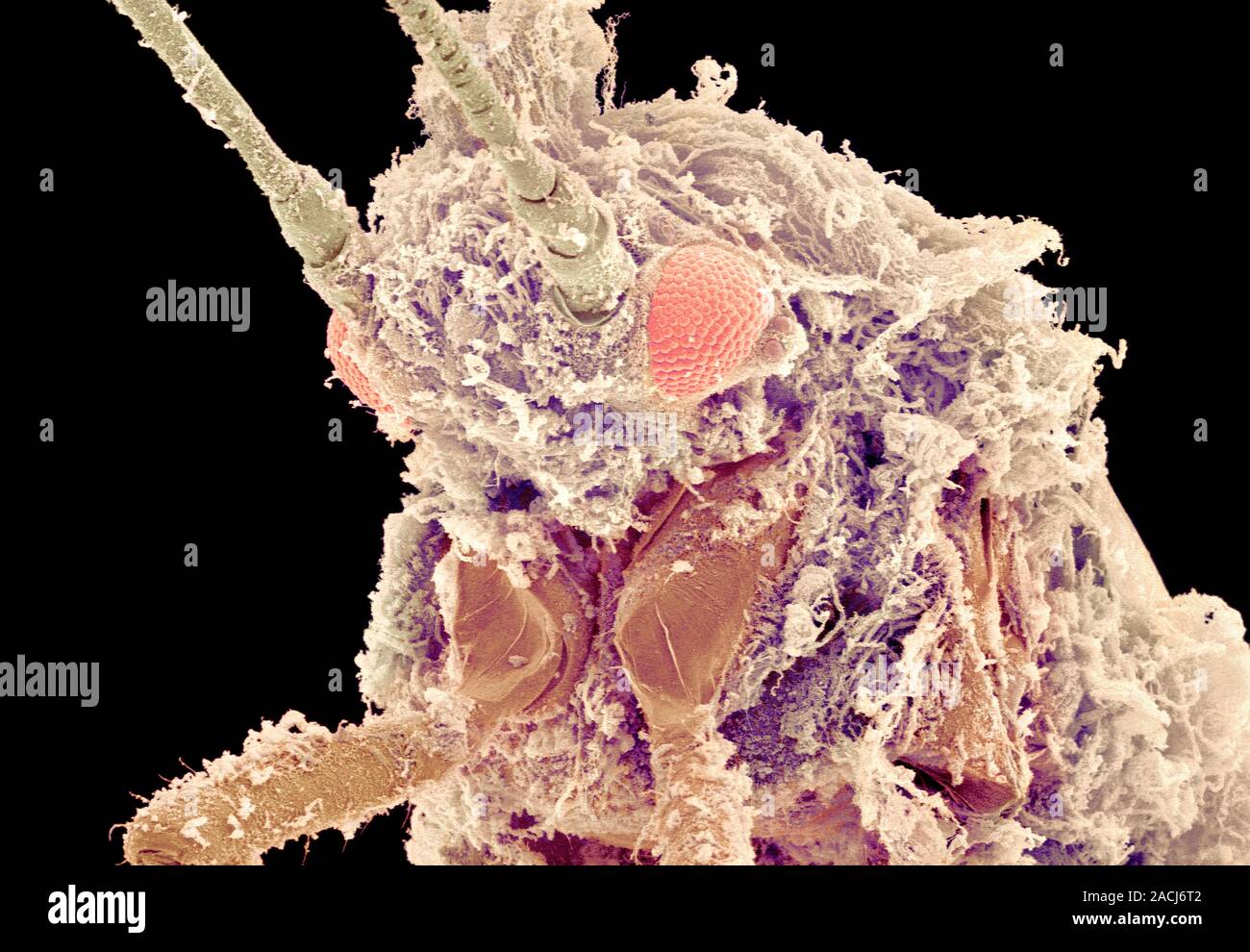 Cotton aphid (Aphis gossypii), coloured scanning electron microcgraph ...