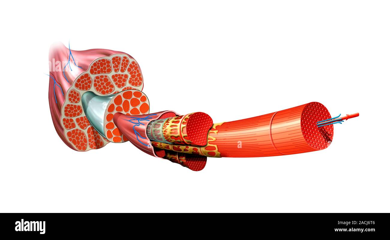 Muscle anatomy. Cutaway artwork showing the anatomy and internal ...