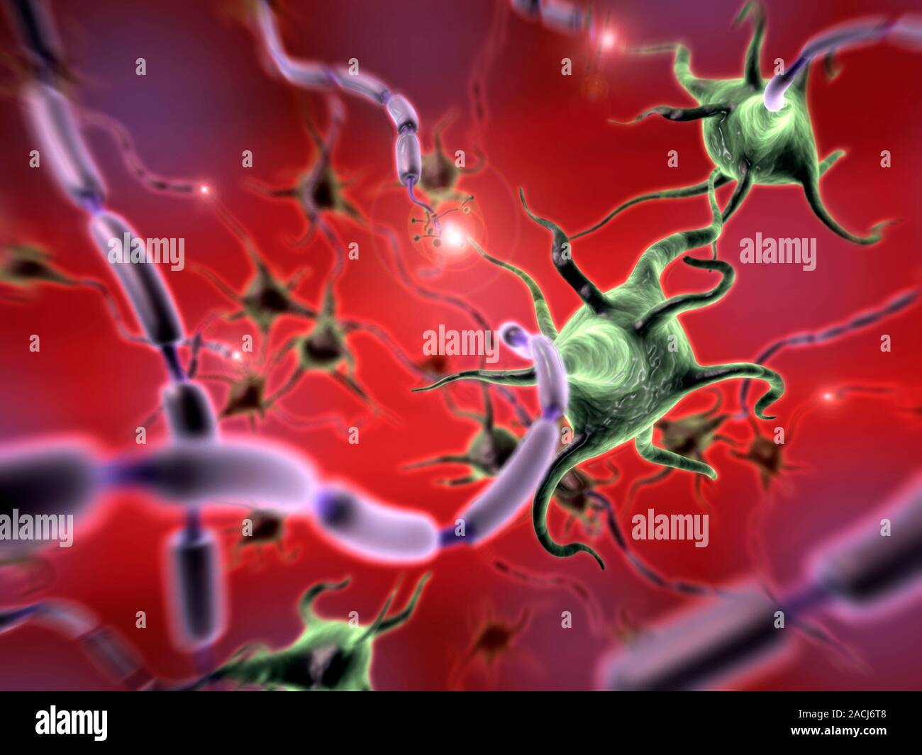 Neural network. Artwork of nerve cells (neurons, green) connected by ...