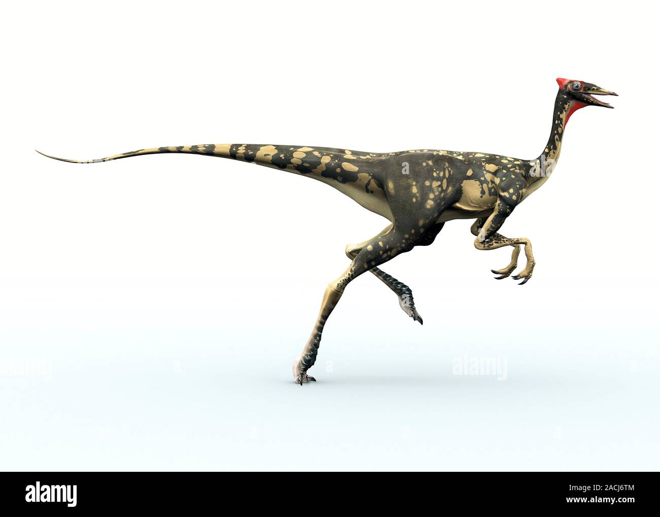 Pelecanimimus dinosaur. Artwork of a Pelecanimimus dinosaur in mid ...