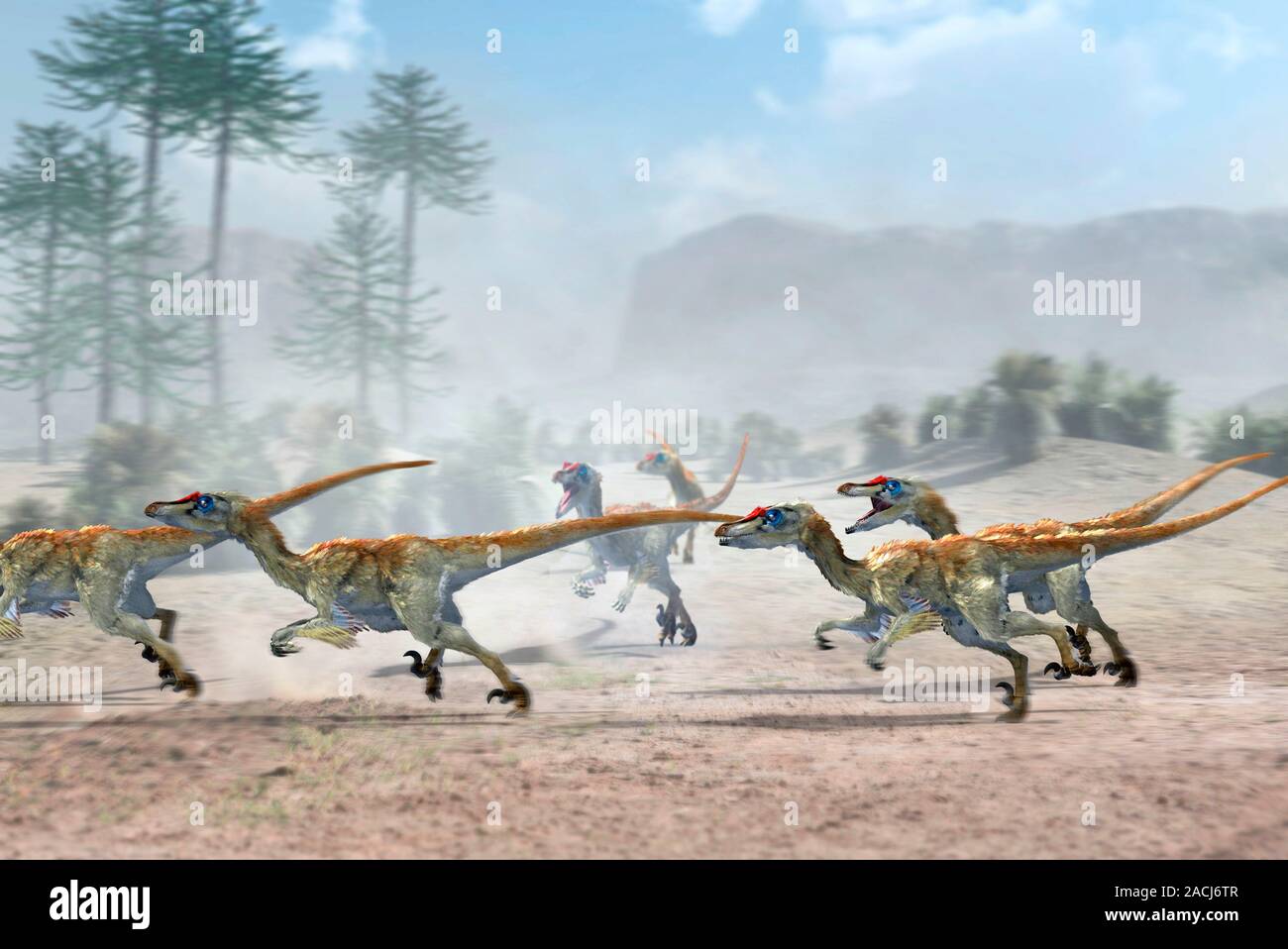 Velociraptor dinosaurs. Artwork of a group of Velociraptor mongoliensis ...