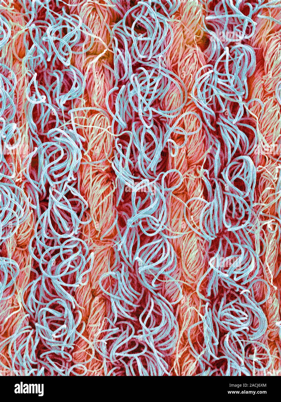 Polycotton fabric, coloured scanning electron micrograph (SEM). This ...