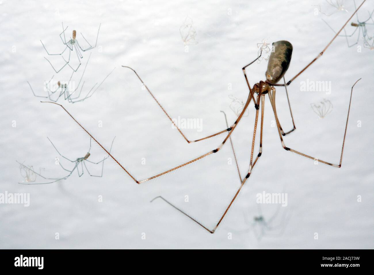 Spider and its hatchlings. Spider with its newly hatched young Stock ...
