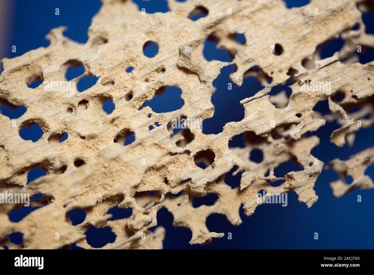 Oak beam damage. The holes in this piece of oak have been made by the ...