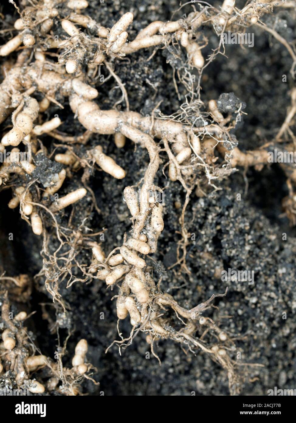 Roots and nitrogen-fixing nodules. Tangled root system that has ...
