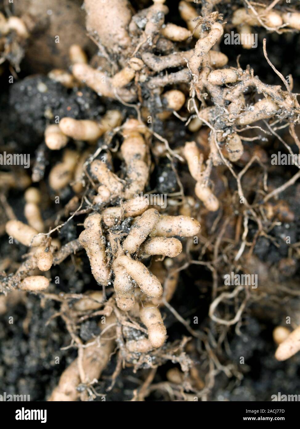 Roots and nitrogen-fixing nodules. Tangled root system that has ...