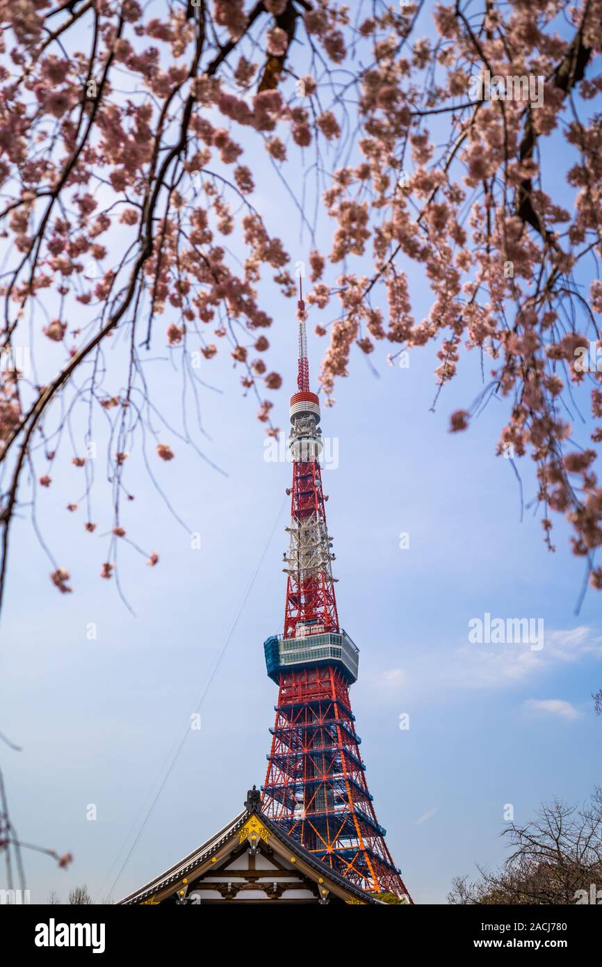 Tokyo Tower wtih spring cherry blossom time Stock Photo - Alamy