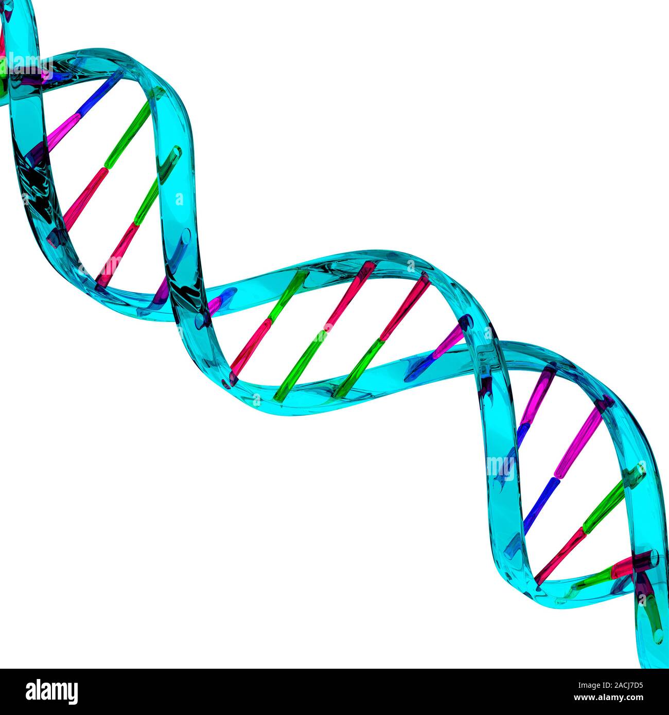 DNA molecule. Computer artwork of a double stranded DNA ...