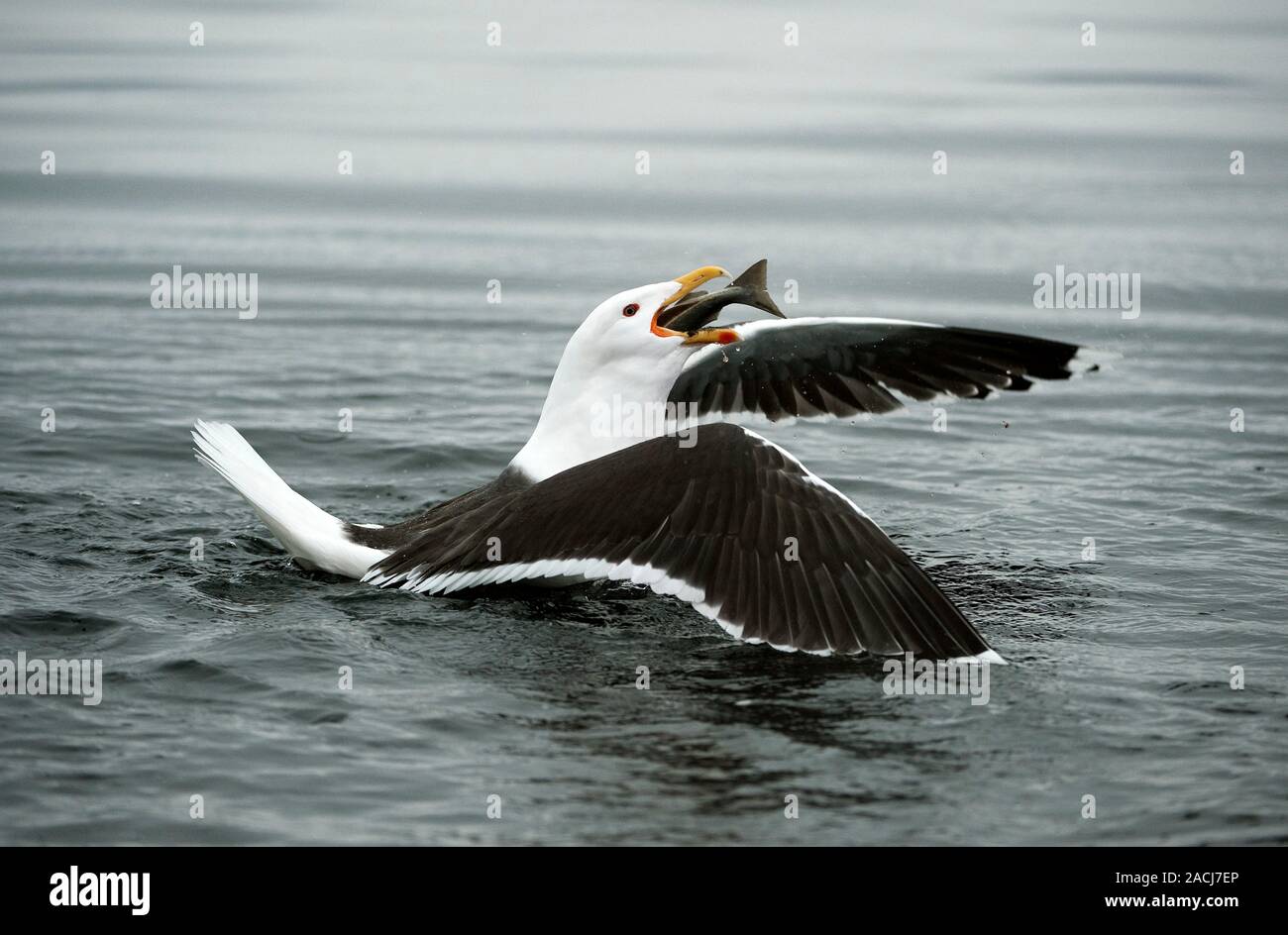 Great black-backed gull (Larus marinus) with a fish (a cod) that it has ...