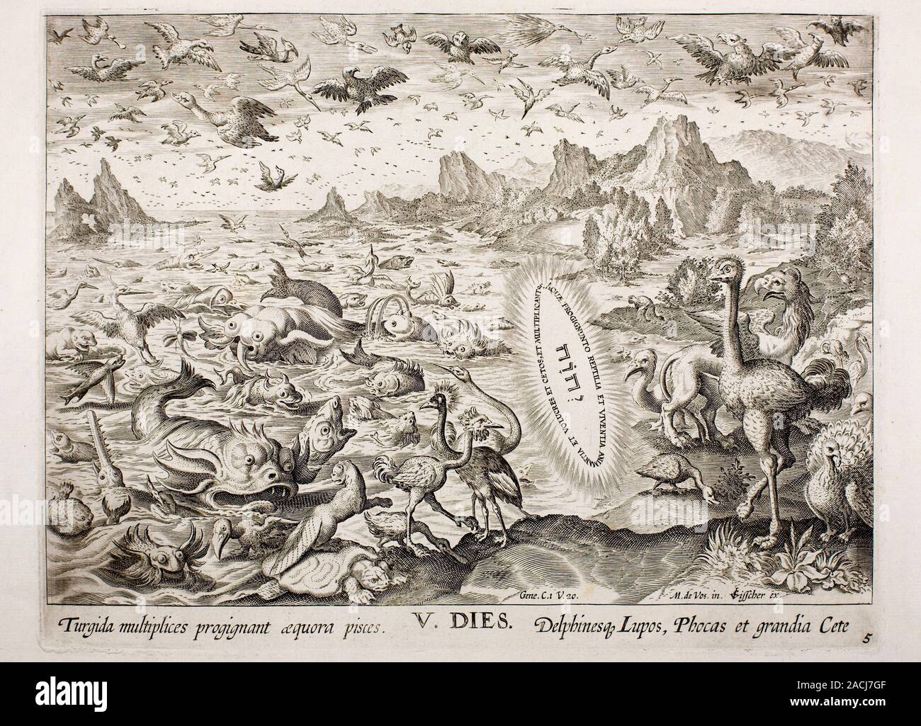 1674 Copperplate engraving, Creation of the birds, fishes and large ...