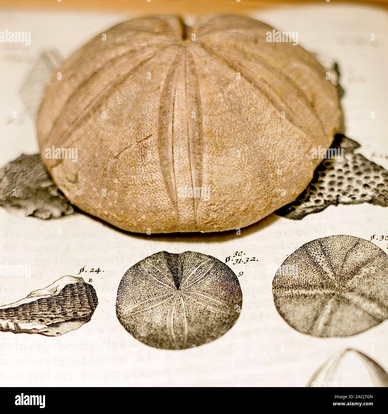 The Jurassic fossil sea urchin Clypheus ploti is shown on top of the ...