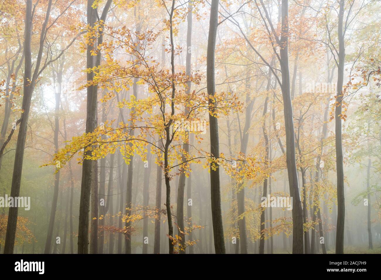 Misty canopy trees hi-res stock photography and images - Alamy