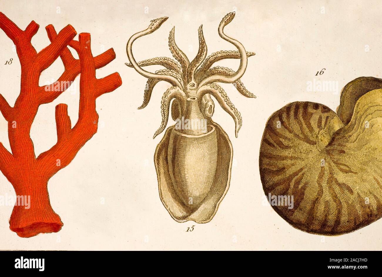 18th Century engraving with contemporary handcolouring showing coral ...