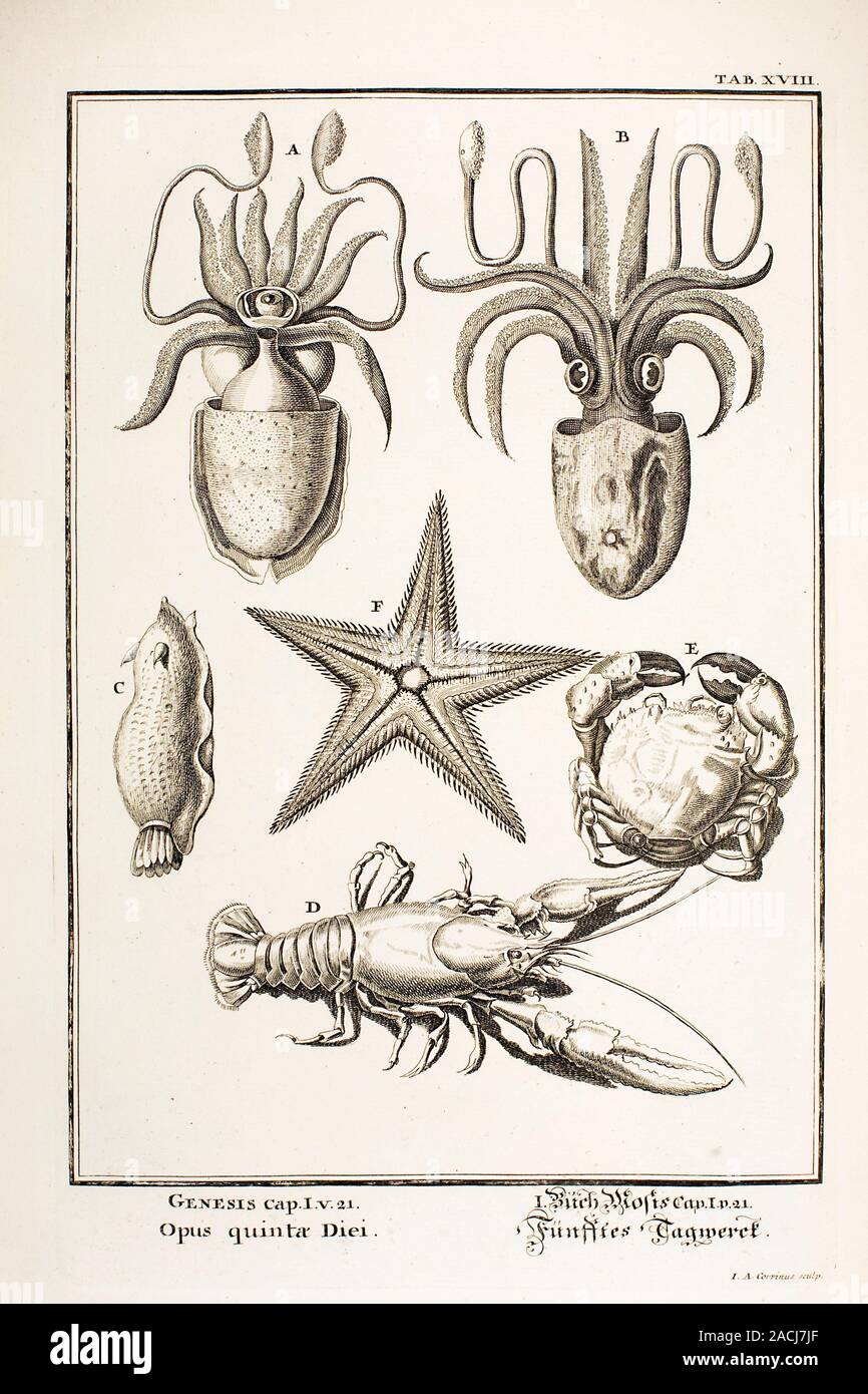 1731 Physica Sacra (Sacred Physics) by Johann Scheuchzer (1672-1733 ...