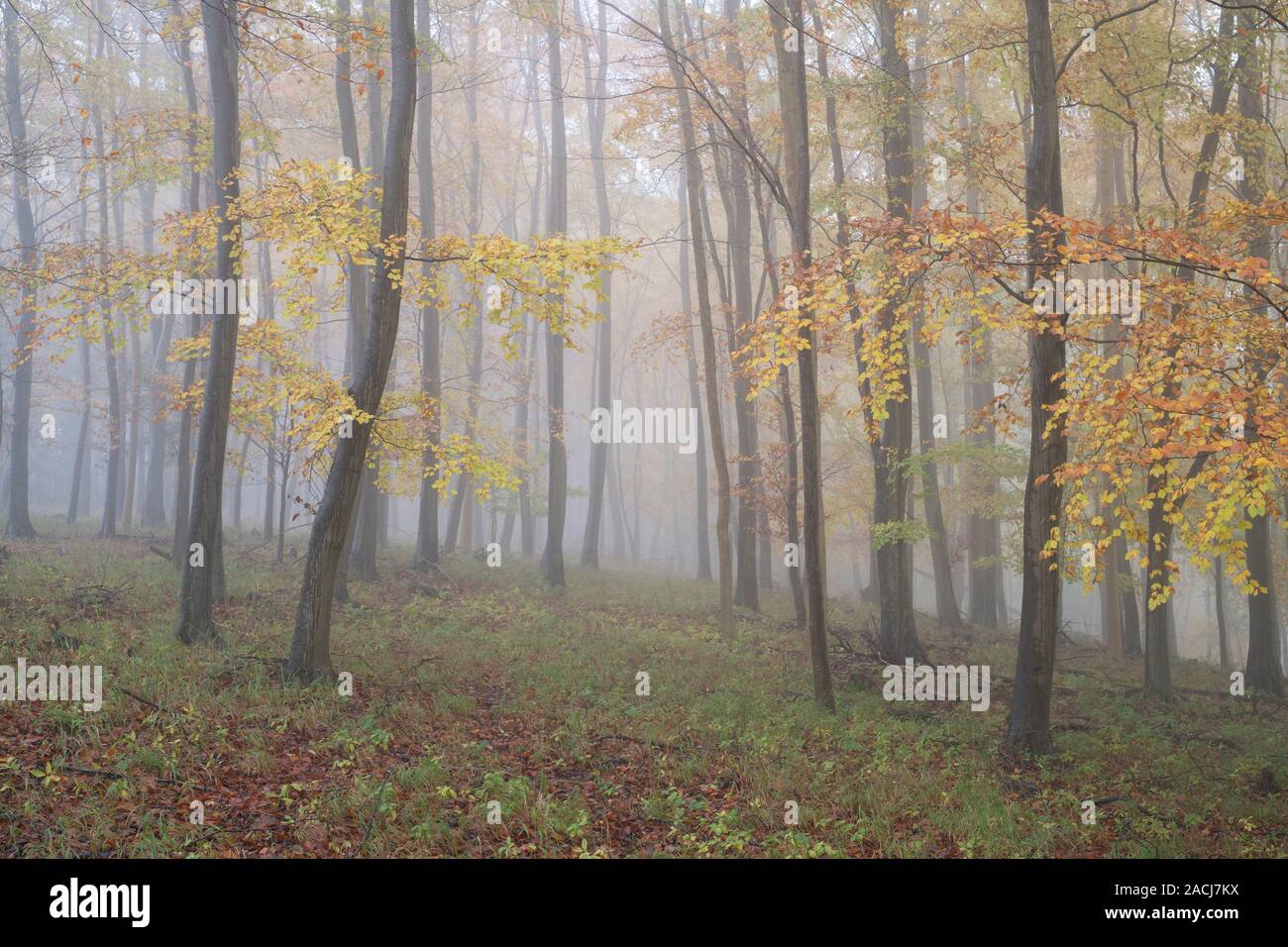 Misty canopy trees hi-res stock photography and images - Alamy