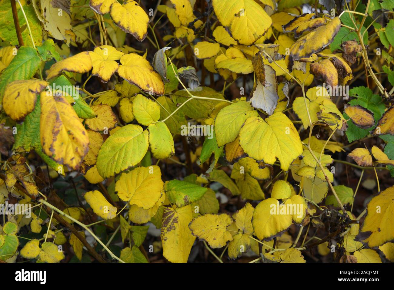 Green-yellow large autumn raspberry leaves on raspberry branches in a ...