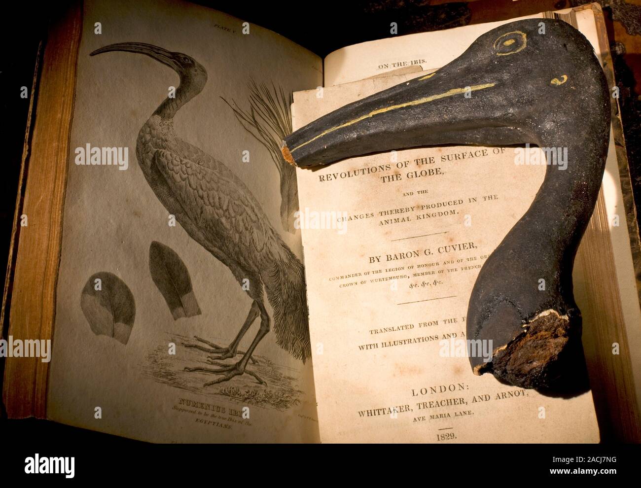 Mummified Ibis Head from Egypt (Ptolemaic period 305-30 B.C.) together ...